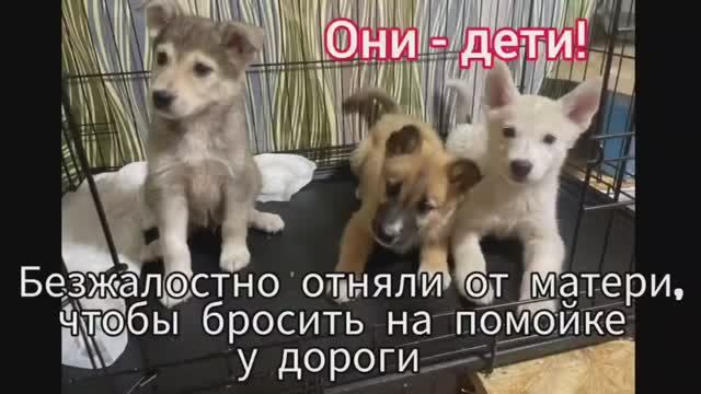 Они-дети! Безжалостно отняли от матери, чтобы бросить на помойке у дороги…