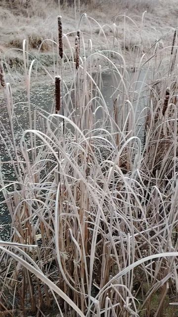 Деревенские зарисовки. Жизнь в деревне. Морозное утро. Замершее болоте.