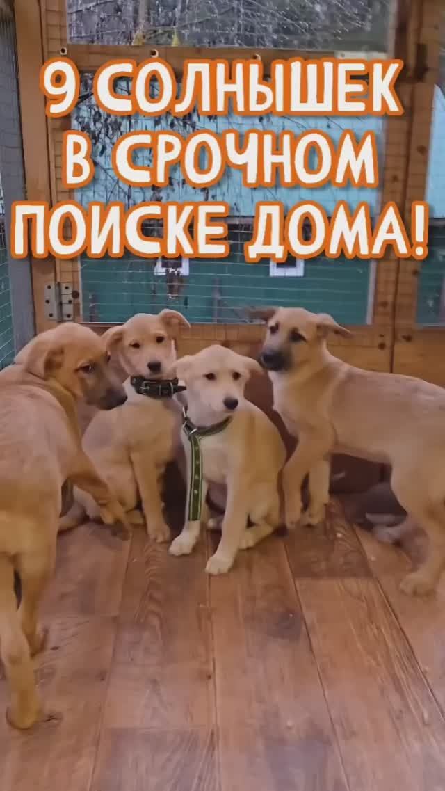 9 солнышек в срочном поиске дома! #щеноквдобрыеруки #возьмидругаизприюта #щенокищетдом #помощьприюту