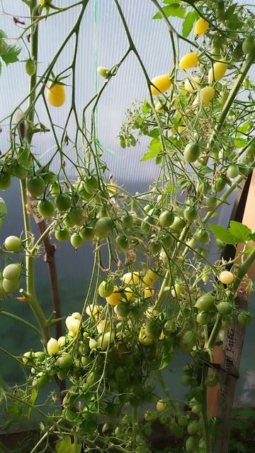 Теплица. Помидоры. Чили. Огурцы.7 сентября 2025.