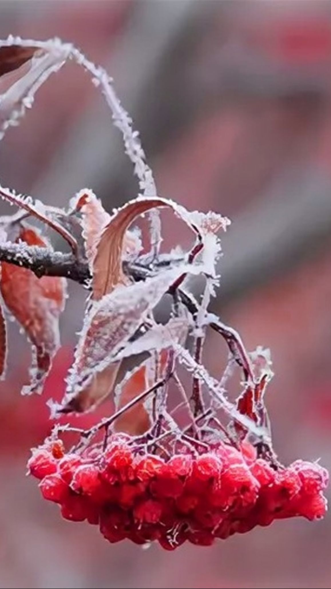 Отпели в деревни гармонии. .. Заброшенная  деревня