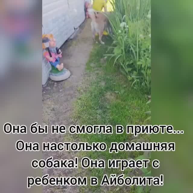 Она бы не смогла в приюте... Она стала домашняя собака! Она играет с ребенком в Айболита!