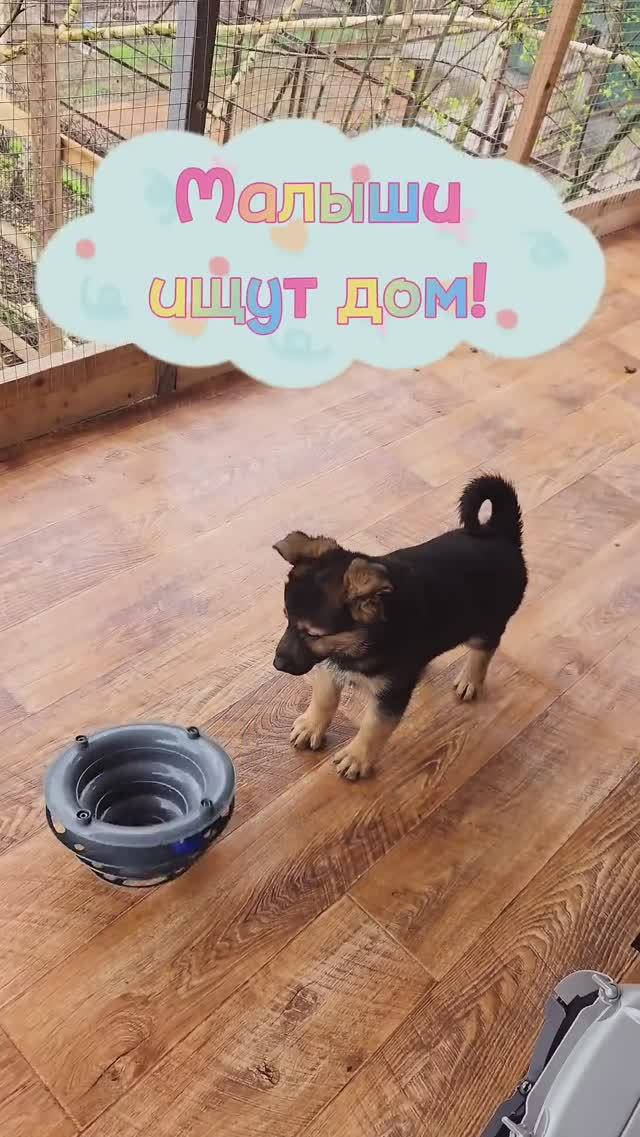 Чудесные малыши нуждаются в доме и семье! #вдобрыеруки #щенки #ищудом #возьмисобакуизприюта