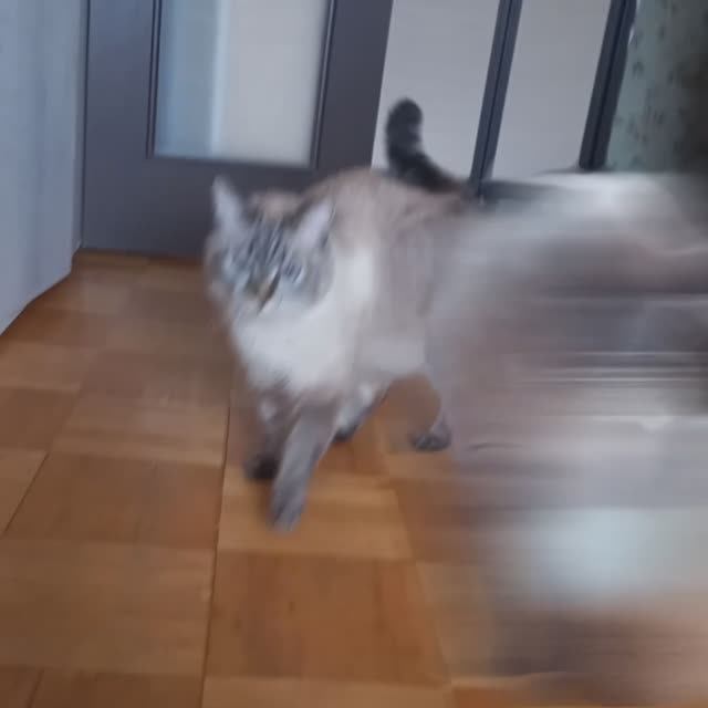 эдит с котиком