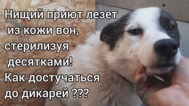 Нищий приют лезет из кожи вон, стерилизуя десятками! Как достучаться до дикарей???