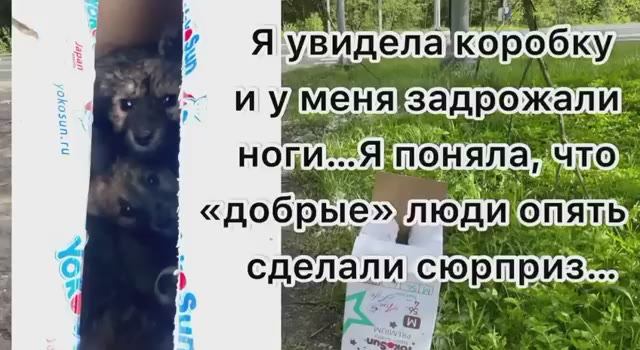 Я увидела коробку и у меня задрожали ноги… Я поняла, что «добрые» люди опять сделали сюрприз…