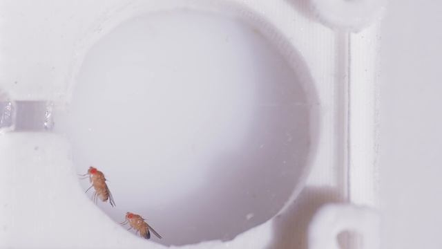 DROSOPHILA MELANOGASTER
