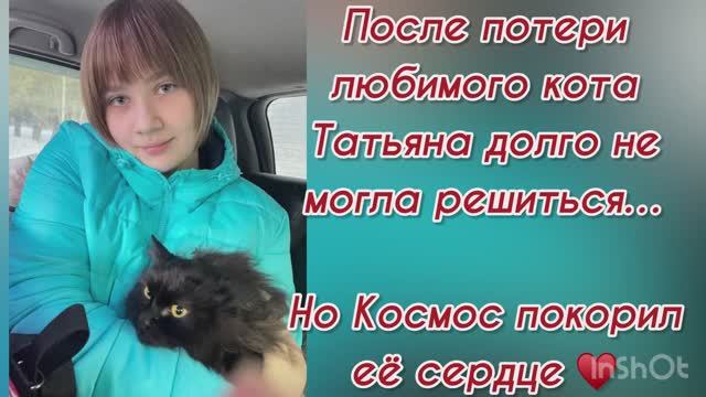 После потери любимого кота Татьяна долго не могла решиться… но Космос покорил её сердце ♥️