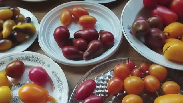 Мелкоплодные сорта томатов