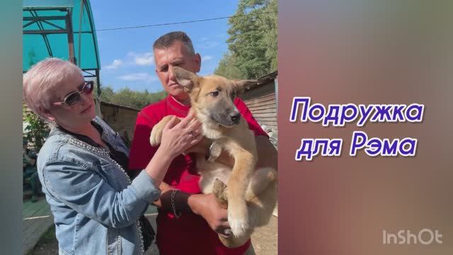 Подружка для Рэма. Приют для животных