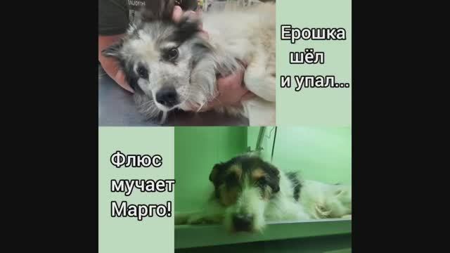 Ерошка шёл и упал… флюс мучает Марго! Новости приюта для животных