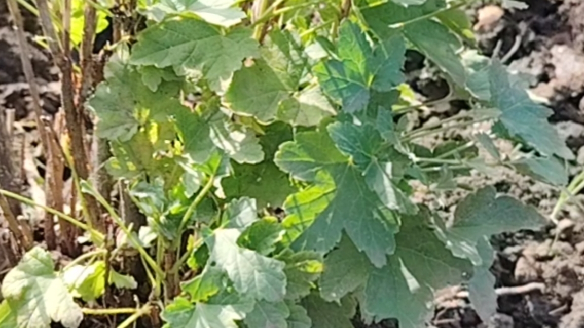 Удобрение при посадке красной смородины