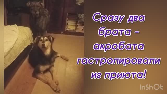 Сразу два брата-акробата гастролировали из приюта! Приют для животных