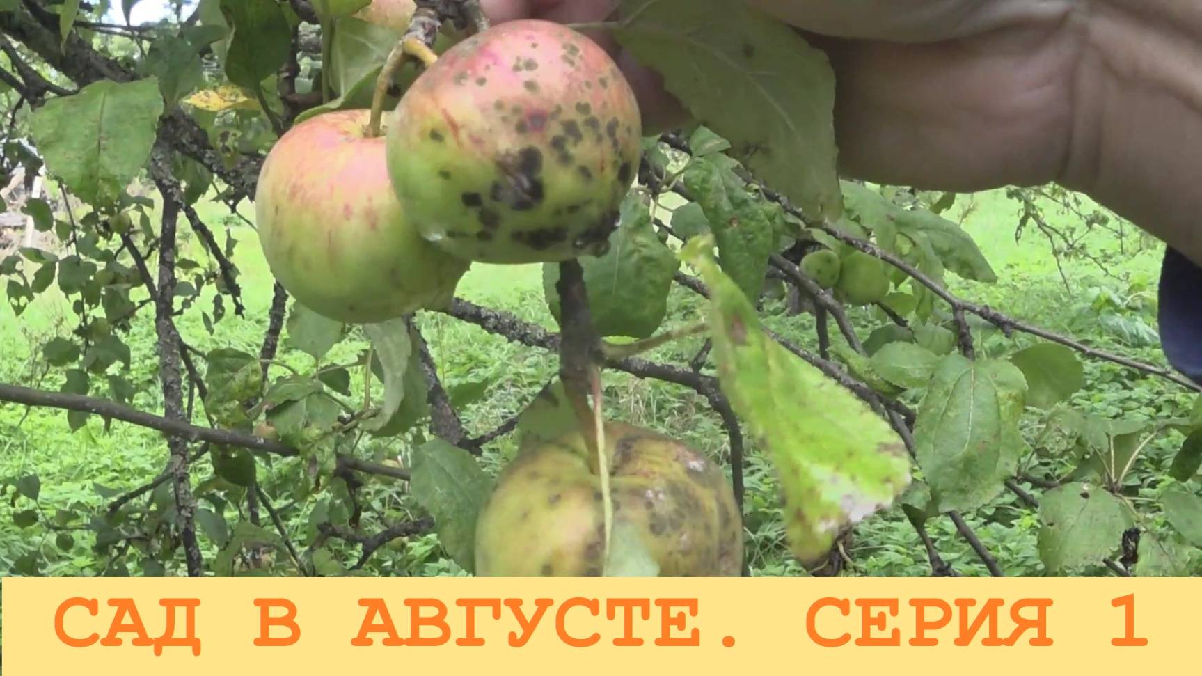 2025 Август. Обзор сада и работы в саду. Серия 1