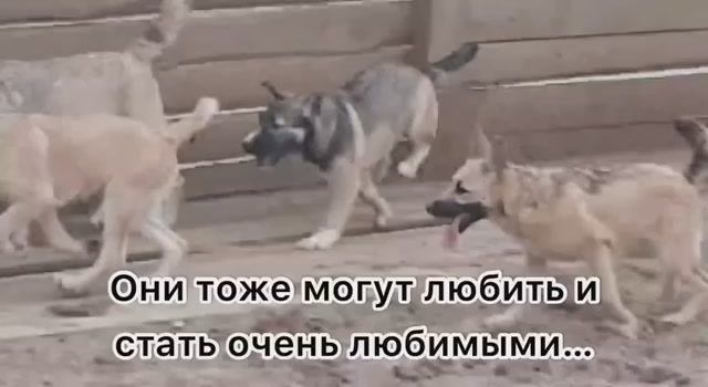 Они тоже могут любить и стать очень любимыми… Приют для животных