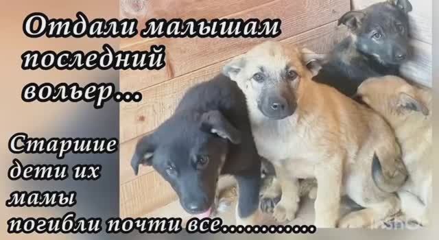 Старшие дети их мамы погибли почти все... Отдали малышам последний вольер...