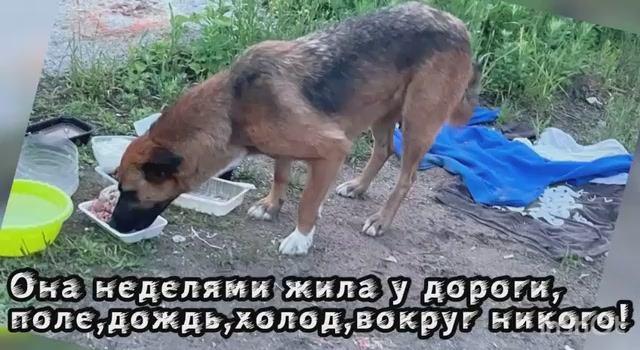 Она неделями жила у дороги... Поле, дождь, холод, вокруг никого!