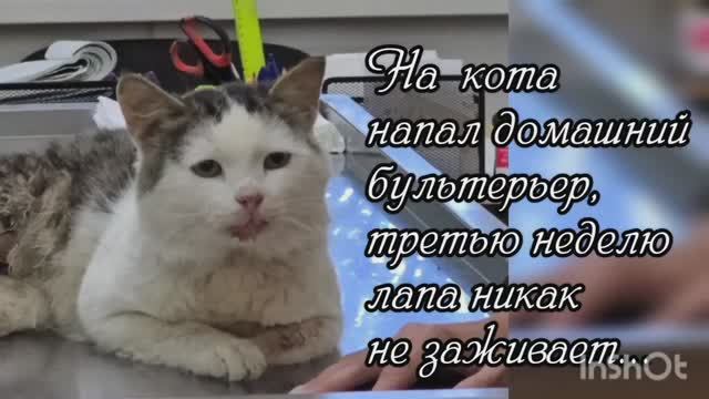 На кота напал домашний бультерьер, третью неделю лапа никак не заживает…