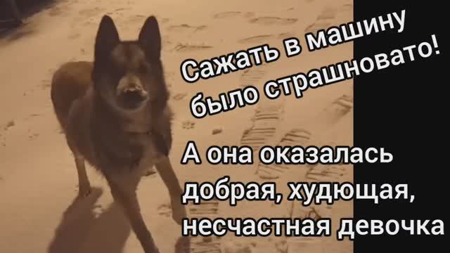 Сажать в машину было страшновато! А она оказалась добрая, худющая, несчастная девочка