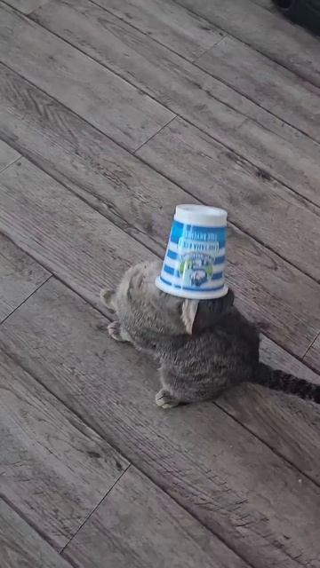 Опять застрял  #веселыекоты