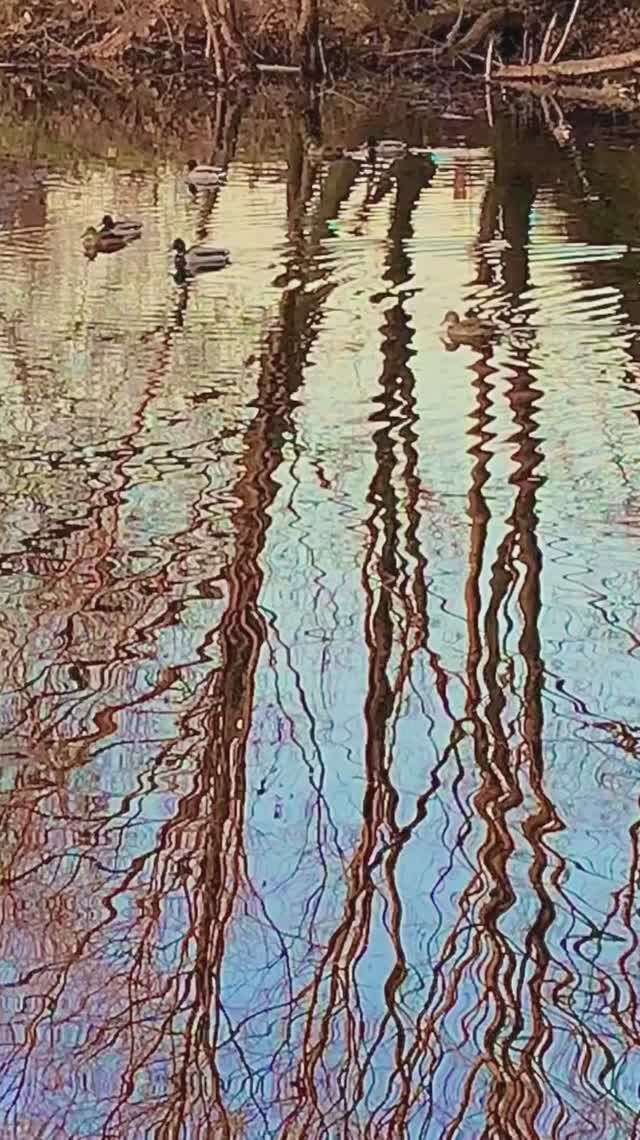 Утки среди отражений