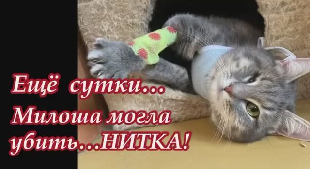Еще сутки… Милоша могла убить… НИТКА!