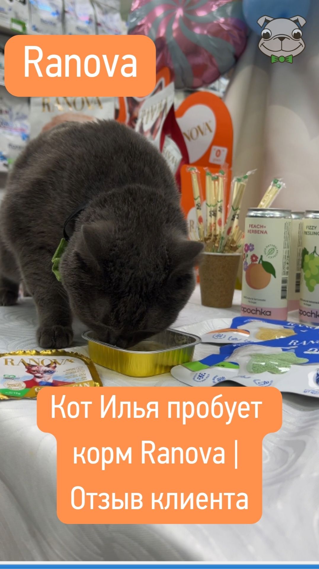 Отзыв клиента: кот пробует новый корм | Влажный корм Ranova понравился