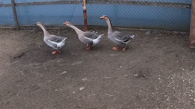 Отличное утро, хорошего дня. Так и жили, спали врозь, а дети были! * (старая русская пословица)