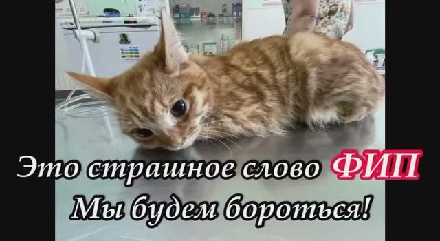 Это страшное слово ФИП. Мы будем бороться! Приют для животных