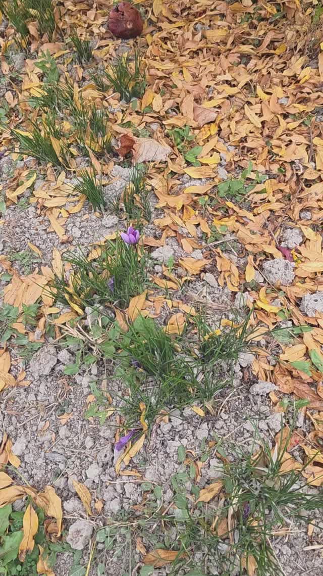 Обнаружили плантации шафрана и познакомились с хозяином уникального сада, о правилах Biogarden
