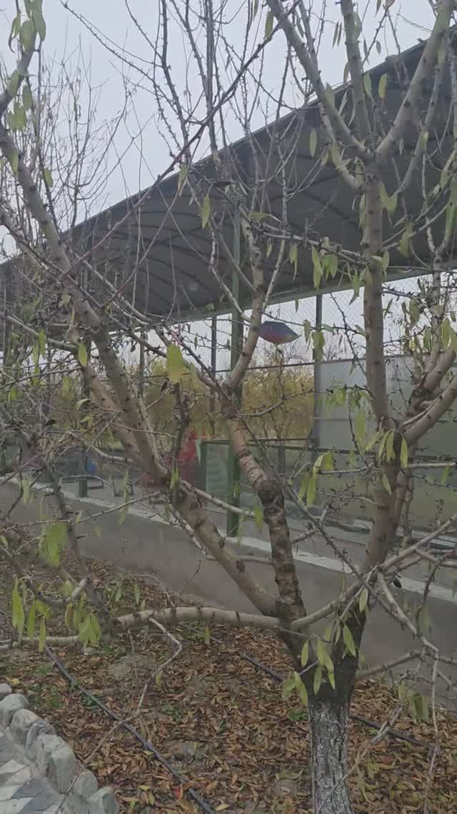 Миндаль азербайджанский, Шеки,  сад Biogarden