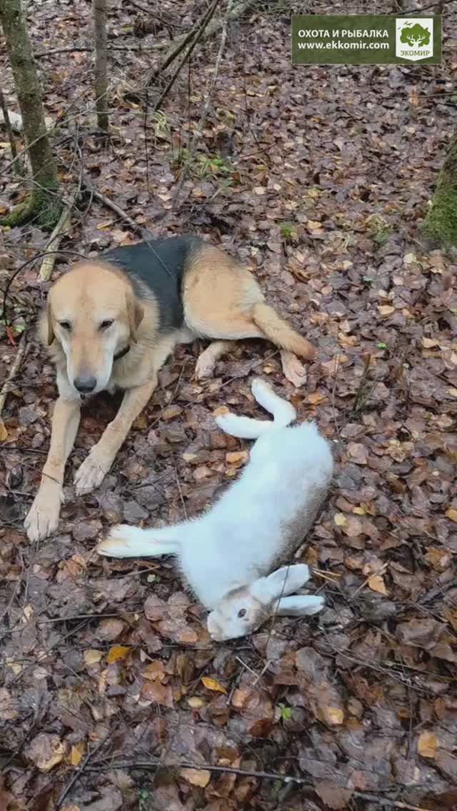 Русская гончая добыла трех зайцев. +18