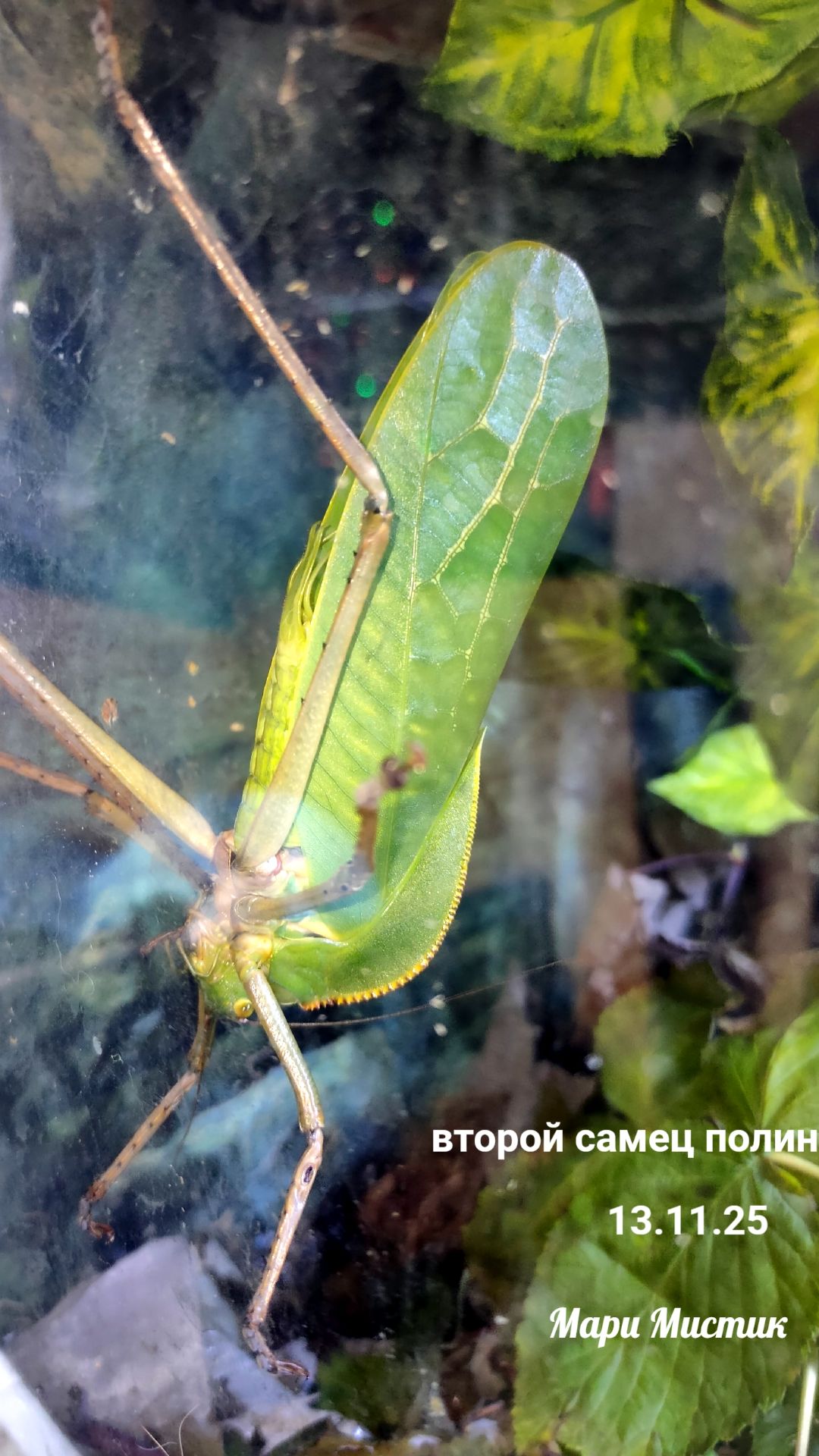 Второй кузнечик самец полинял ночью 13.11.25 #гигантскийкузнечик