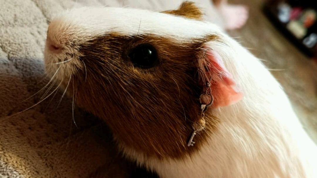 Бони больше нет...😥😢😭