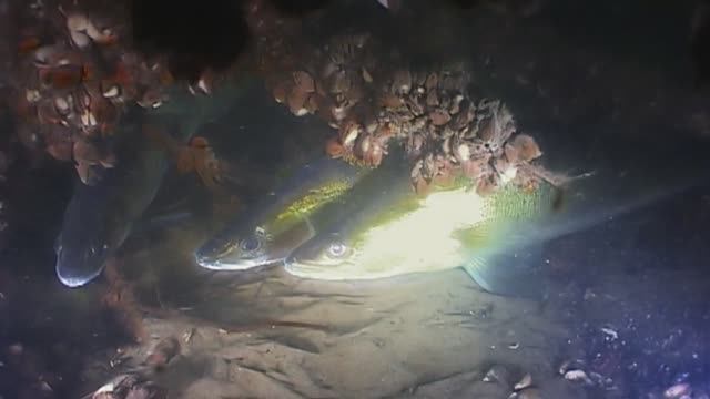 "О ЧЕМ МОЛЧАТ РЫБЫ" Рыбы Волго-Ахтубинской системы.