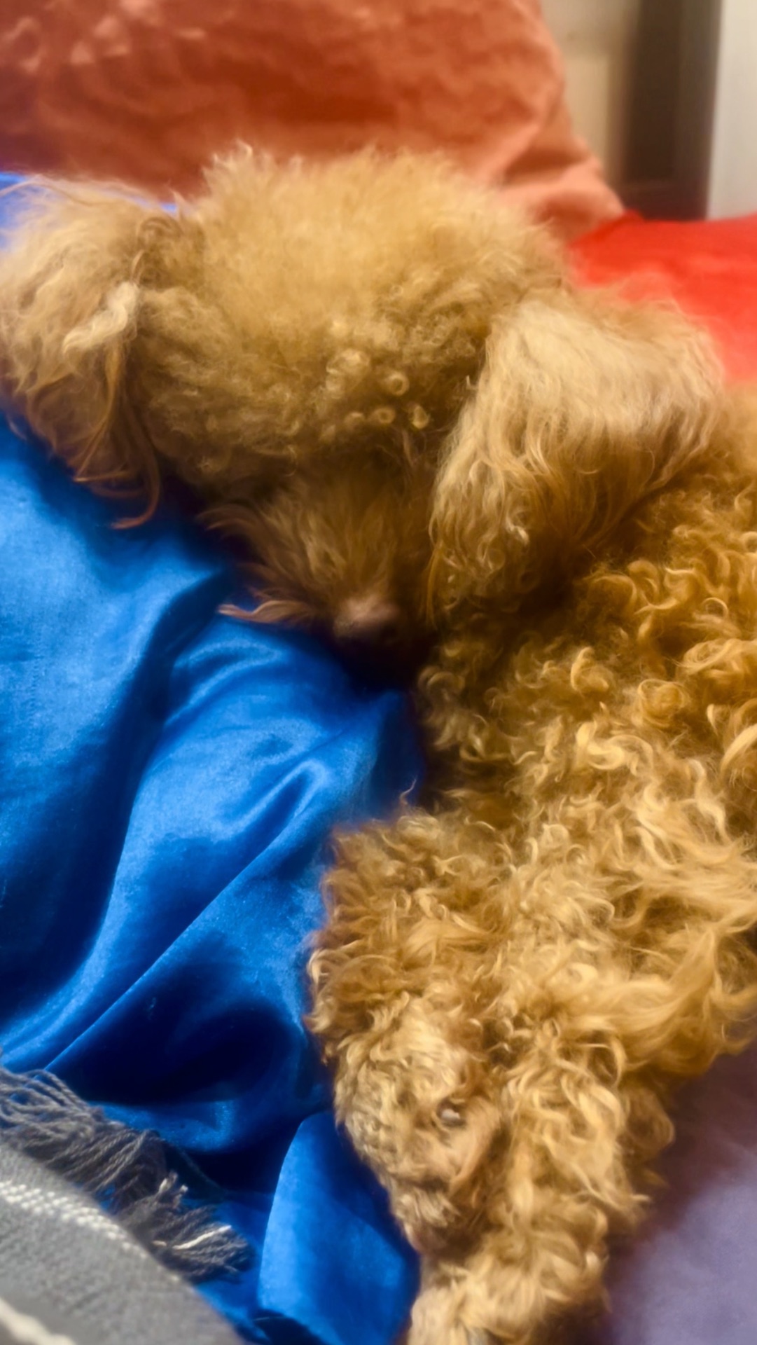 Поход к грумеру | Той-пудель