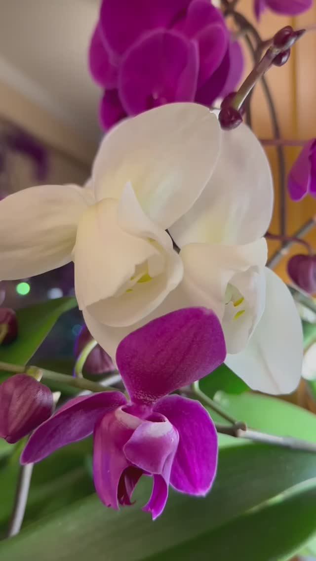 Магия цветов: роскошные роспуски орхидей