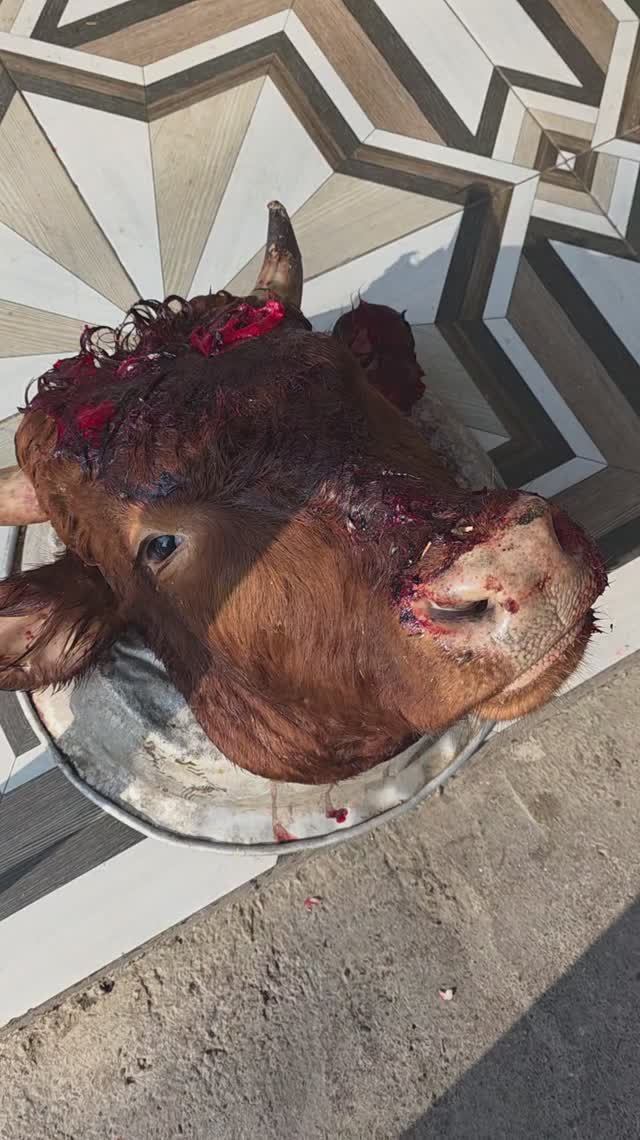 Покупаю баранину домой и еду кушать в Шеки, Азербайджан