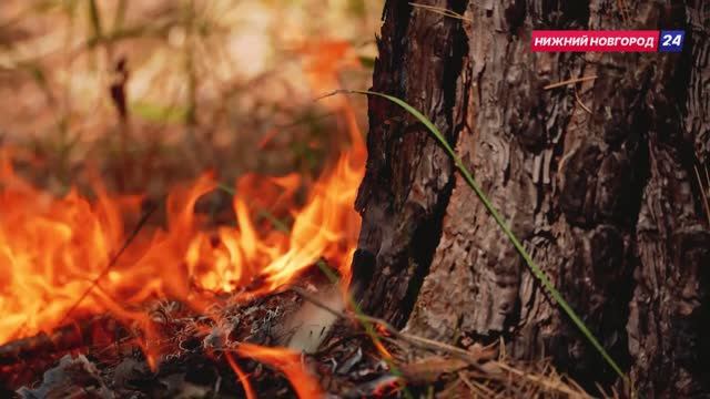ЛЕС_И_ЧЕЛОВЕК_Отважная_профессия лесных пожарных