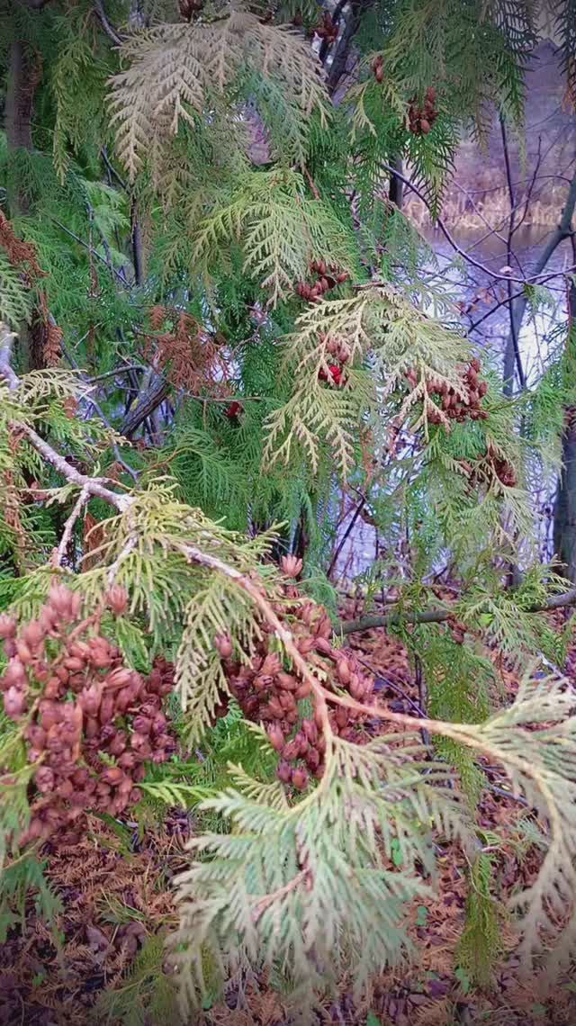 Туя с шишками