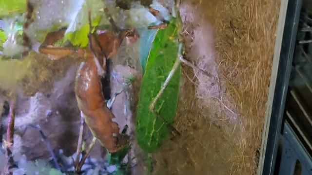 Я в ШОКЕ!!! Как вырос мой кузнечик меньше чем за 10 дней!!! #гигантскийкузнечик