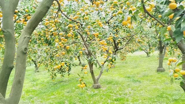 мандариновый рай