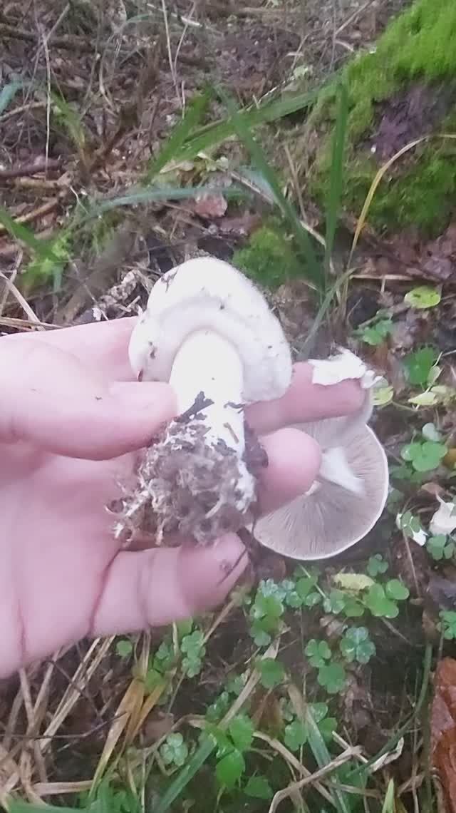 💥ЗАГЛЯНУЛ В НОЯБРЬСКИЙ ЛЕС 👉А ТАМ ШАМПИНЬОНЫ🍄ГРИБЫ В ПОДМОСКОВЬЕ 2025