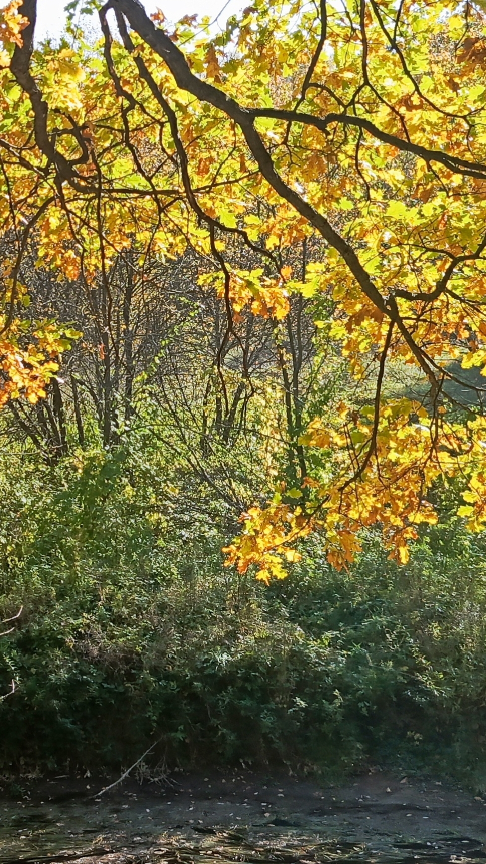 природа в лесу. мини-клип.