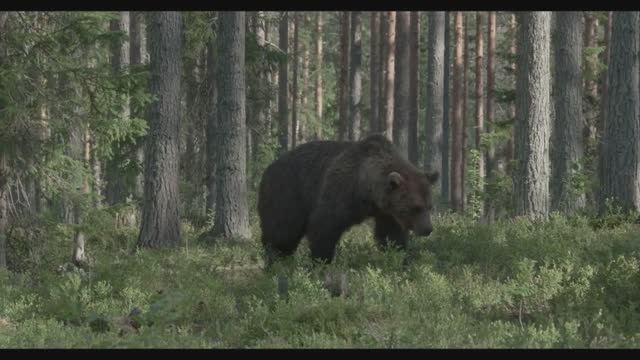 Дикие животные.Бурый медведь смотреть онлайн