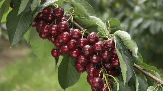 играю в дорожную шаверму а также обзор на мои игры на компе