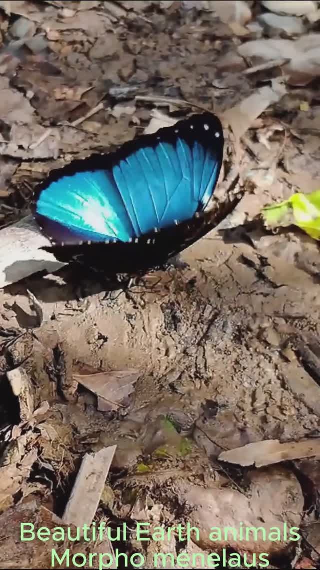 Красивые животные Земли - Morpho menelaus