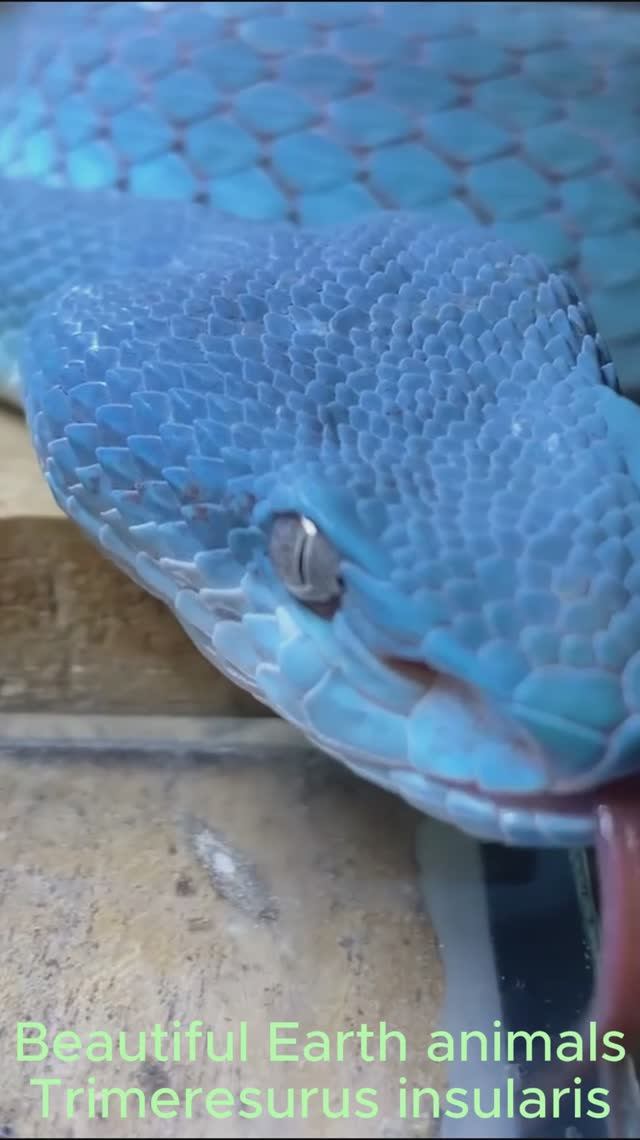 Красивые животные Земли - Trimeresurus insularis