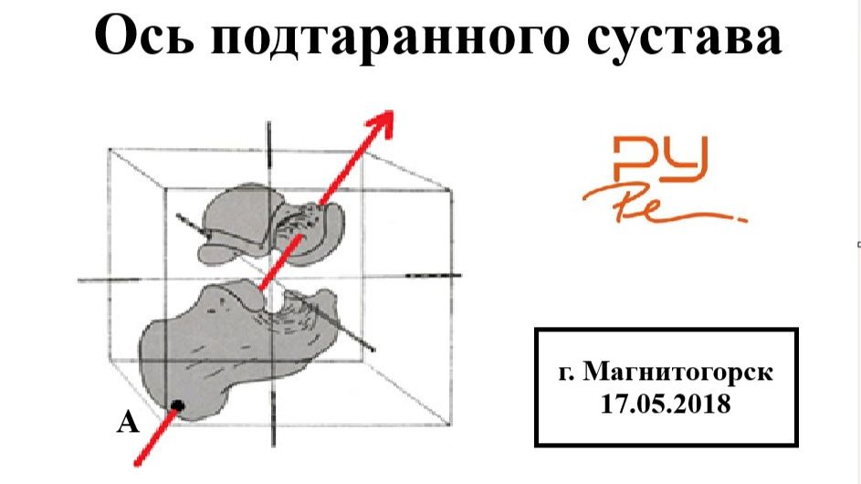 Лекция 4. Ось подтаранного сустава