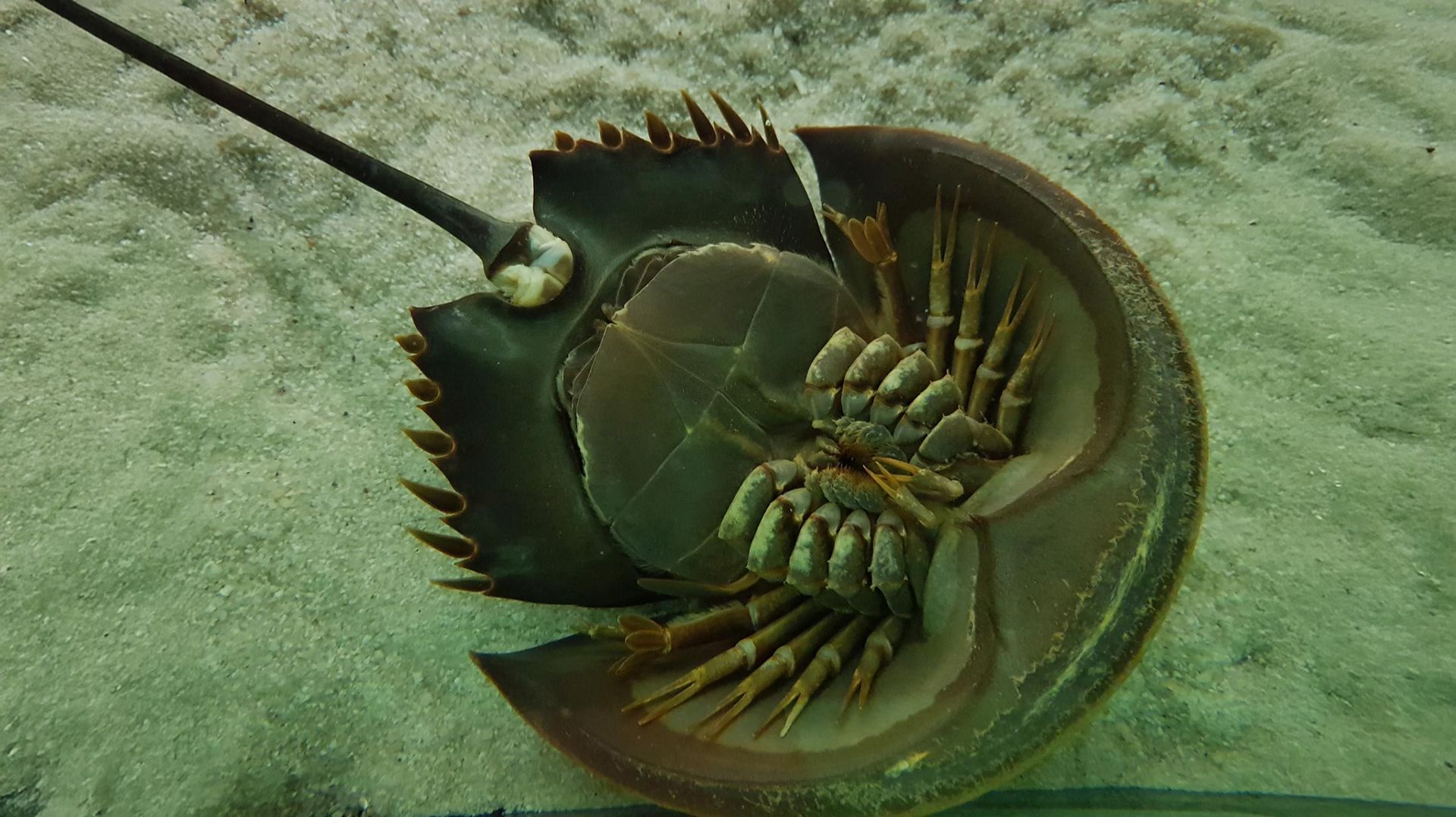 Это существо - живой динозавр среди нас - МЕЧЕХВОСТ!